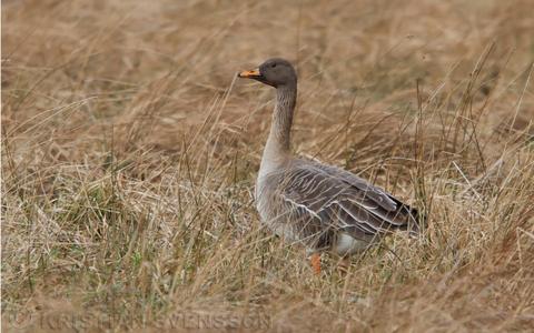 Westelijke rietgans | Watervogelenpark